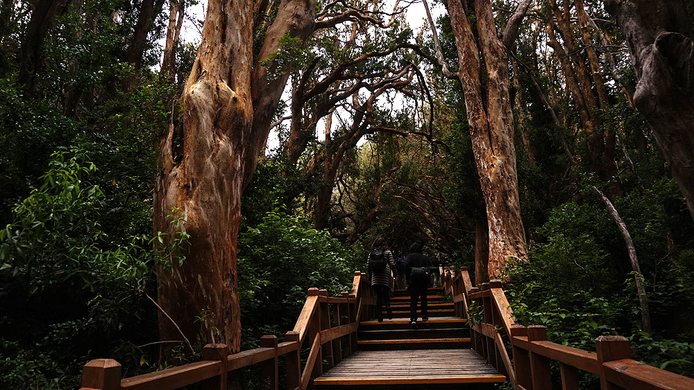 Parque Nacional Los Arrayanes - Los Arrayanes - Andeshandbook