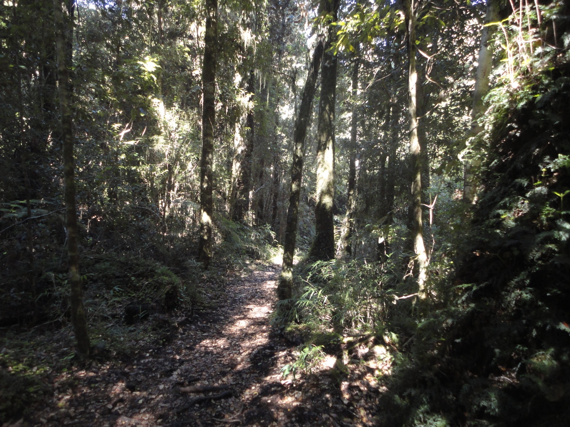 Parque Nacional Vicente Pérez Rosales - El Solitario - Andeshandbook